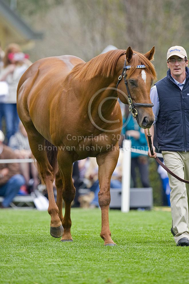 The Darley Stallion Parade 2011