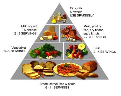 Basic Needs of Humans | Science Year 4
