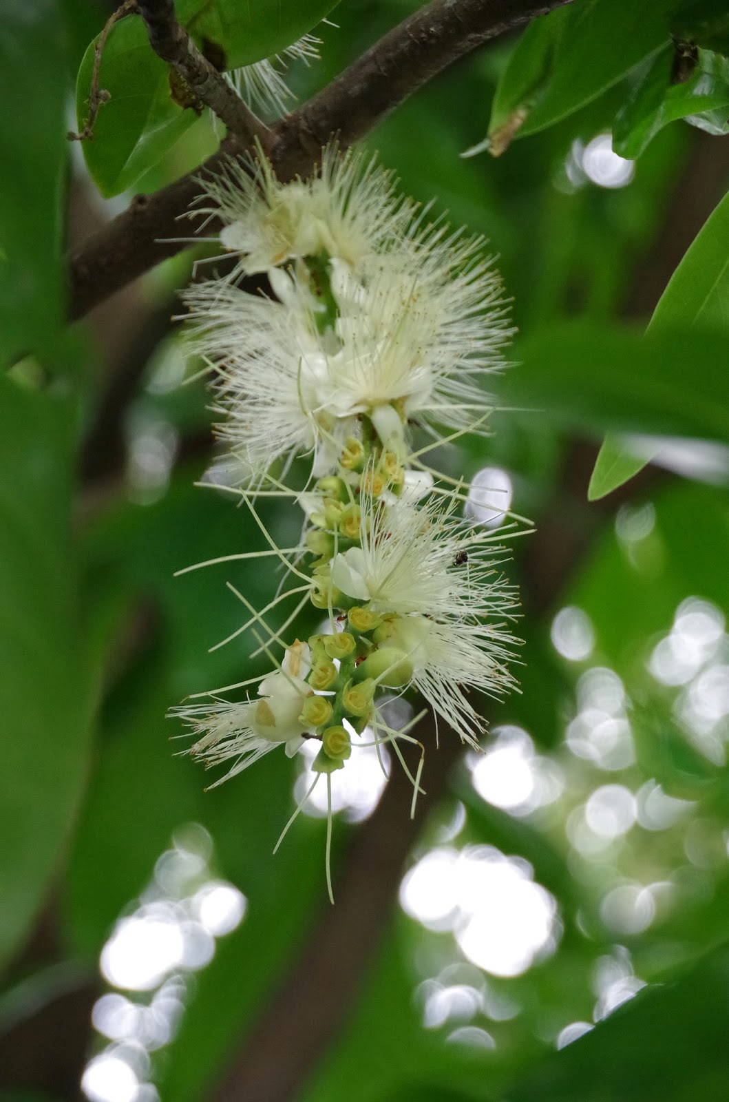 Trees and Plants: Mango Pine, Cassowary, Putat Gajah (Barringtonia ...