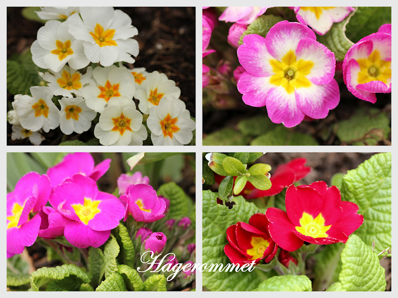 Hagerommet: Det blomstrer... Hagerommet: Det blomstrer...