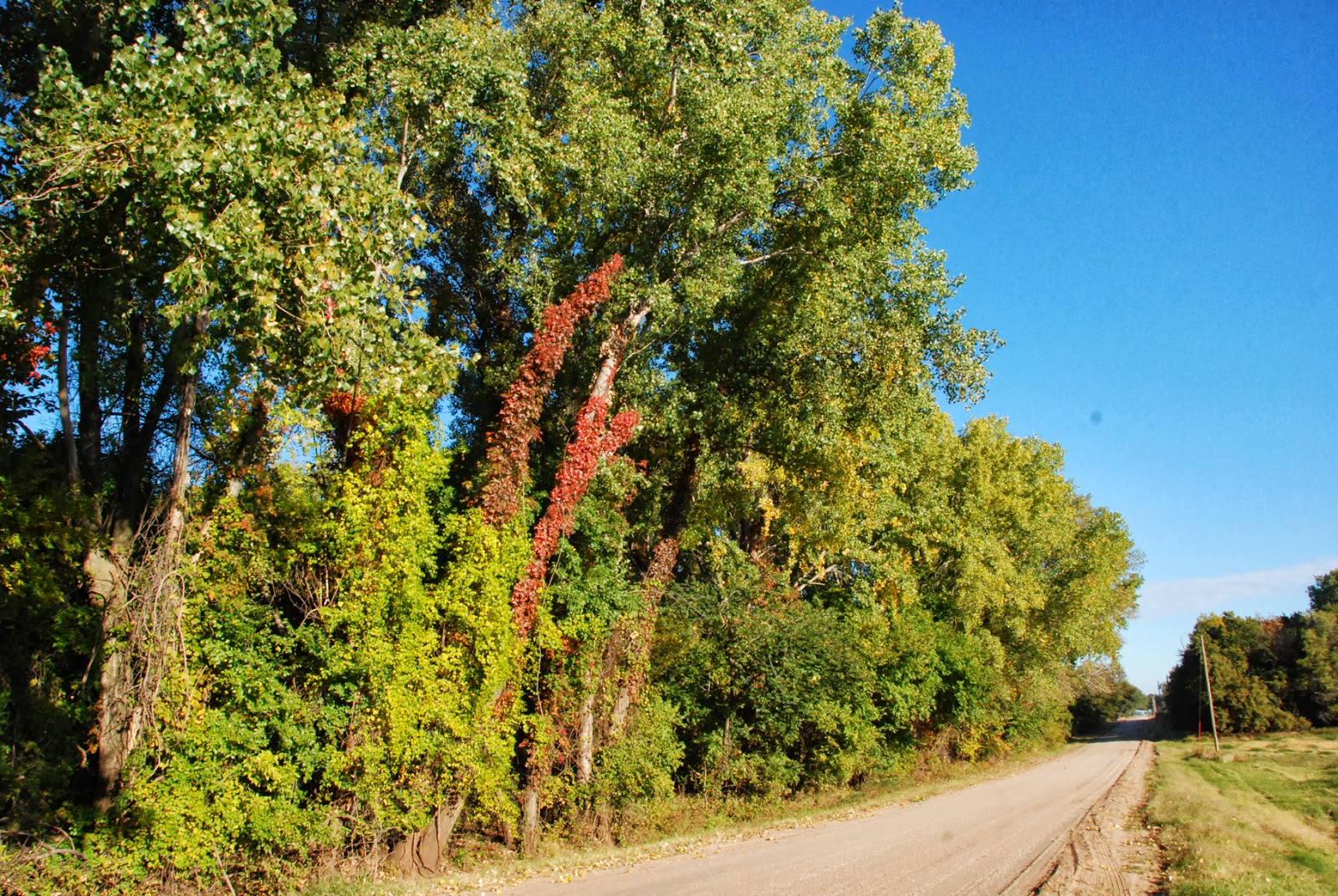 Gaia Garden: Colorful Kansas