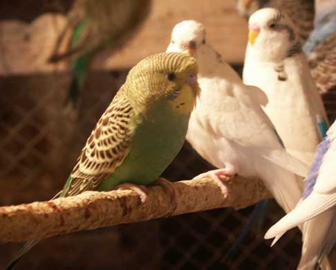 Ptice: TIGRICA (PAPAGAJ)