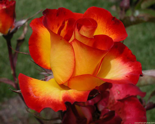 Flores Para ti Linda Dama: MI BELLA FLOR SE ENAMORO YO NO MANDO EN SU ...