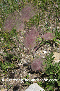 Restoring The Landscape With Native Plants: Native Plant of the Week ...
