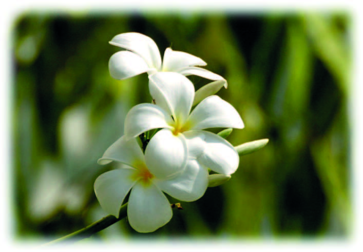 National Flowers of 10 ASEAN: National Flowers of 10 ASEAN (Post 7)