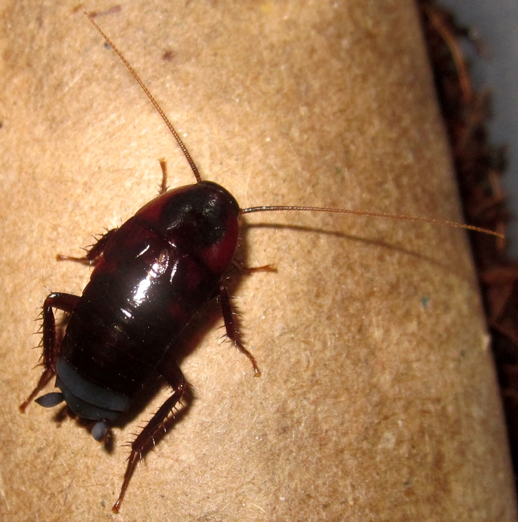 Invertebrate Dude: Some Roach Updates & a Short Pasimachus Update