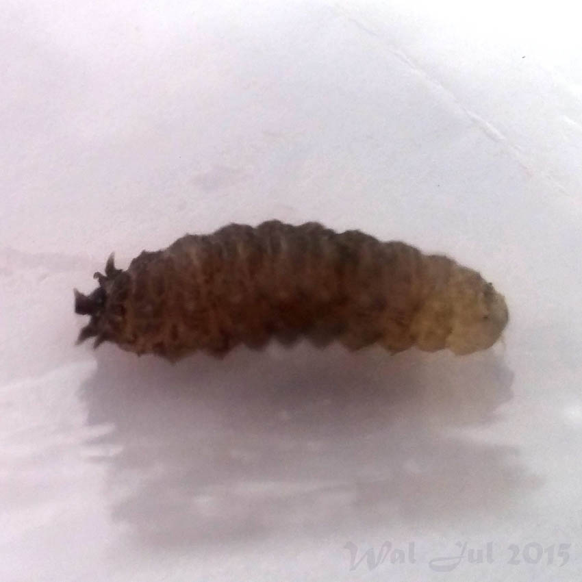 Insetologia - Identificação de insetos: Larva de Mosca em Minas Gerais