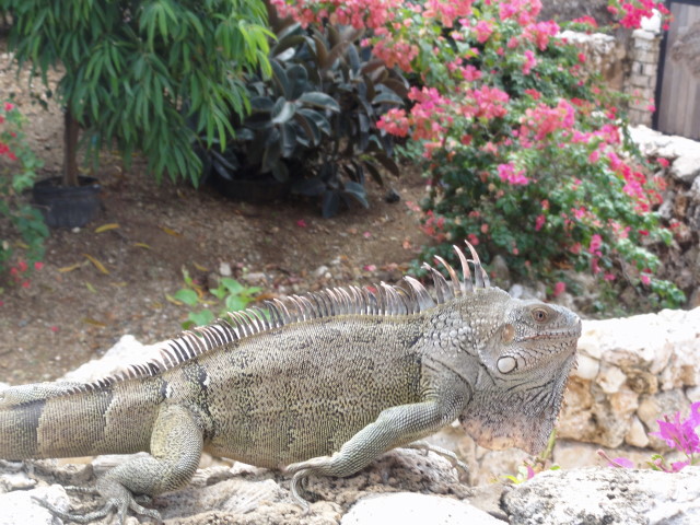 Steef zijn therapie met de dolfijnen!: Baby dolfijn en family swim