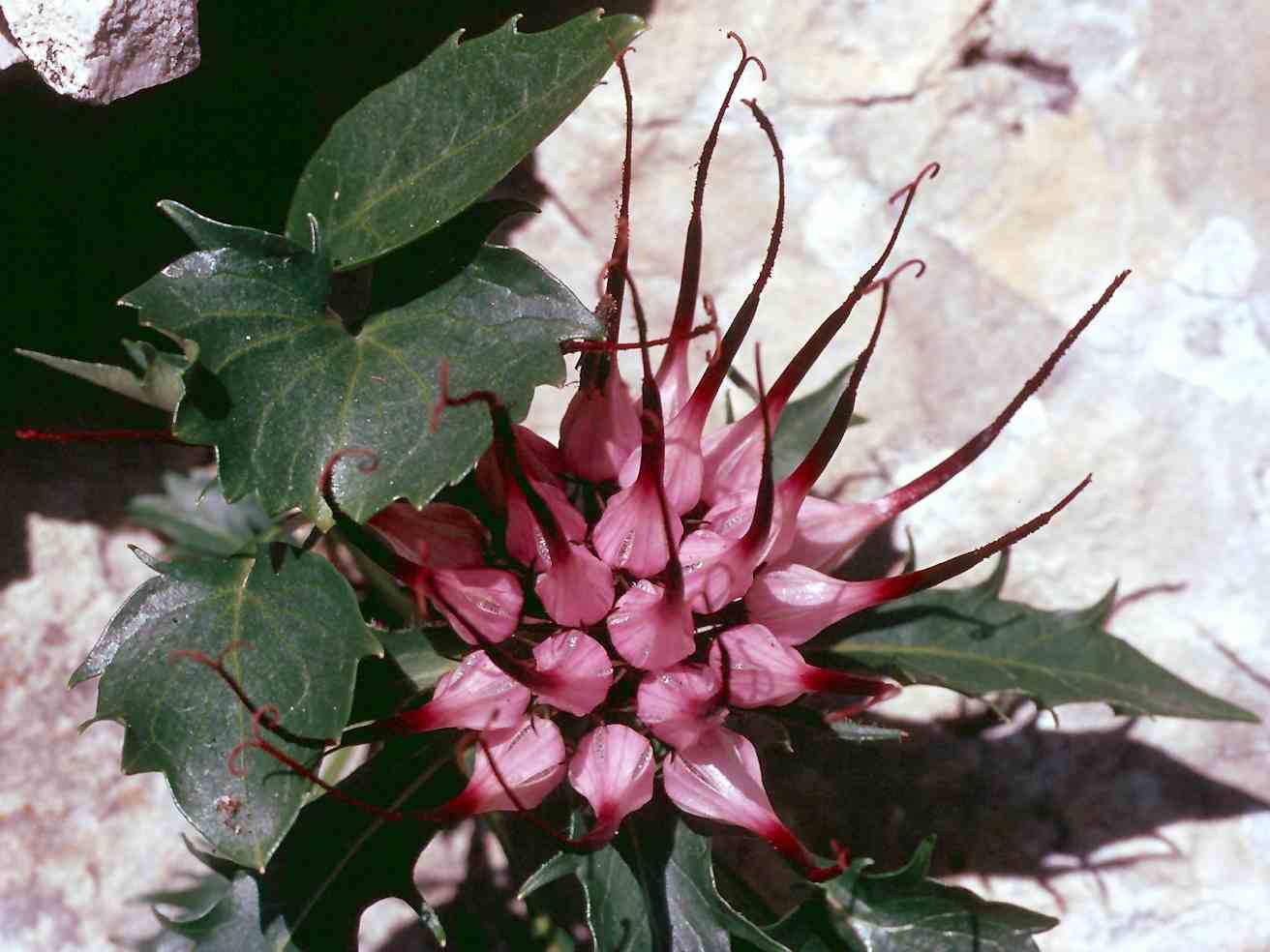 PlantWerkz: Devil’s Claw – Physoplexis Comosa