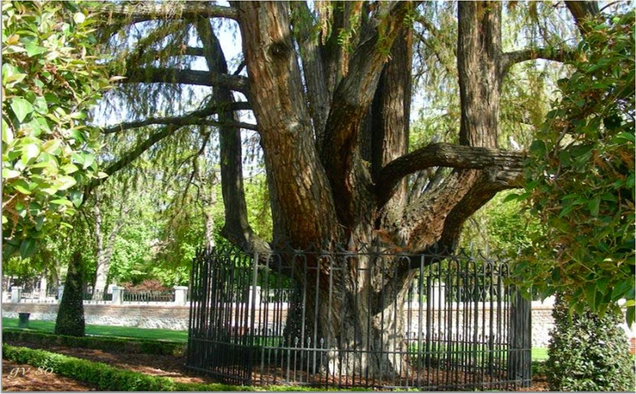 ÁRBOLES DE MADRID. El gato por las ramas.: AHUEHUETE DEL RETIRO