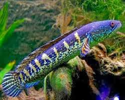 pet fish: African Snakehead fish is beautiful
