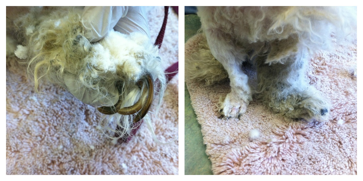 The HSCC Blog: A New Year for a New Poodle