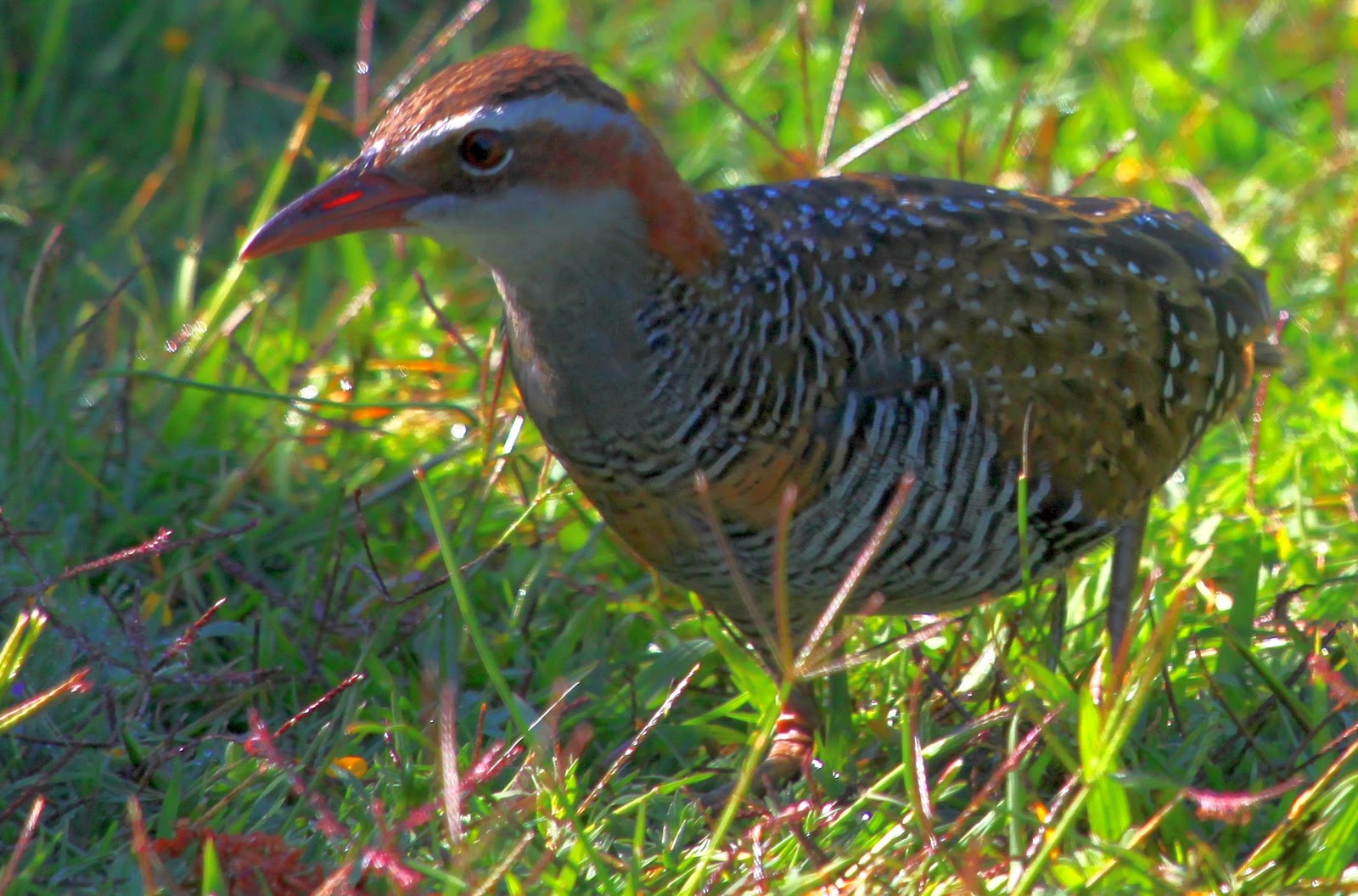 Richard Waring's Birds of Australia: Buff-banded Rail close encounter