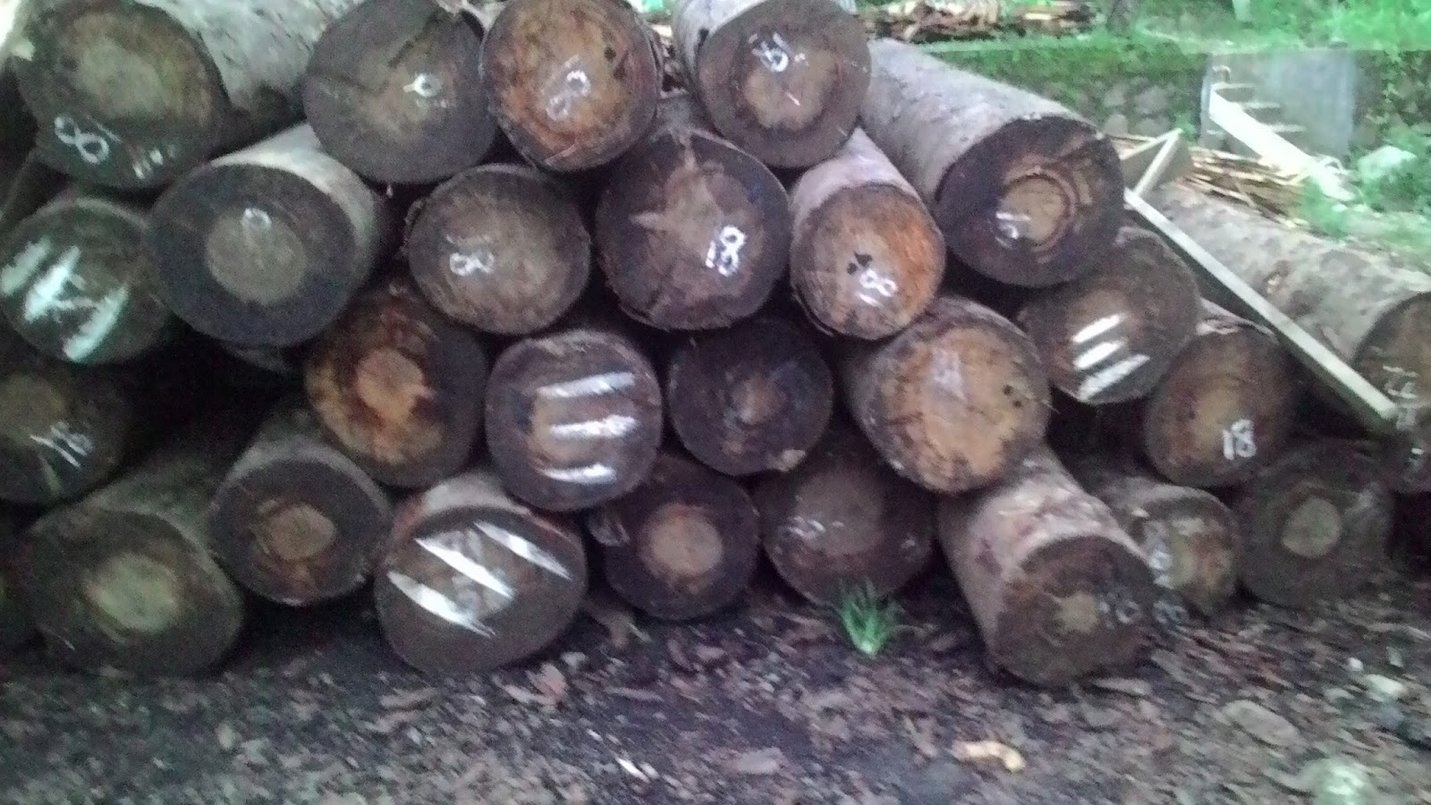 Harga Kayu Pinus - DUTA RIMBA INDONESIA
