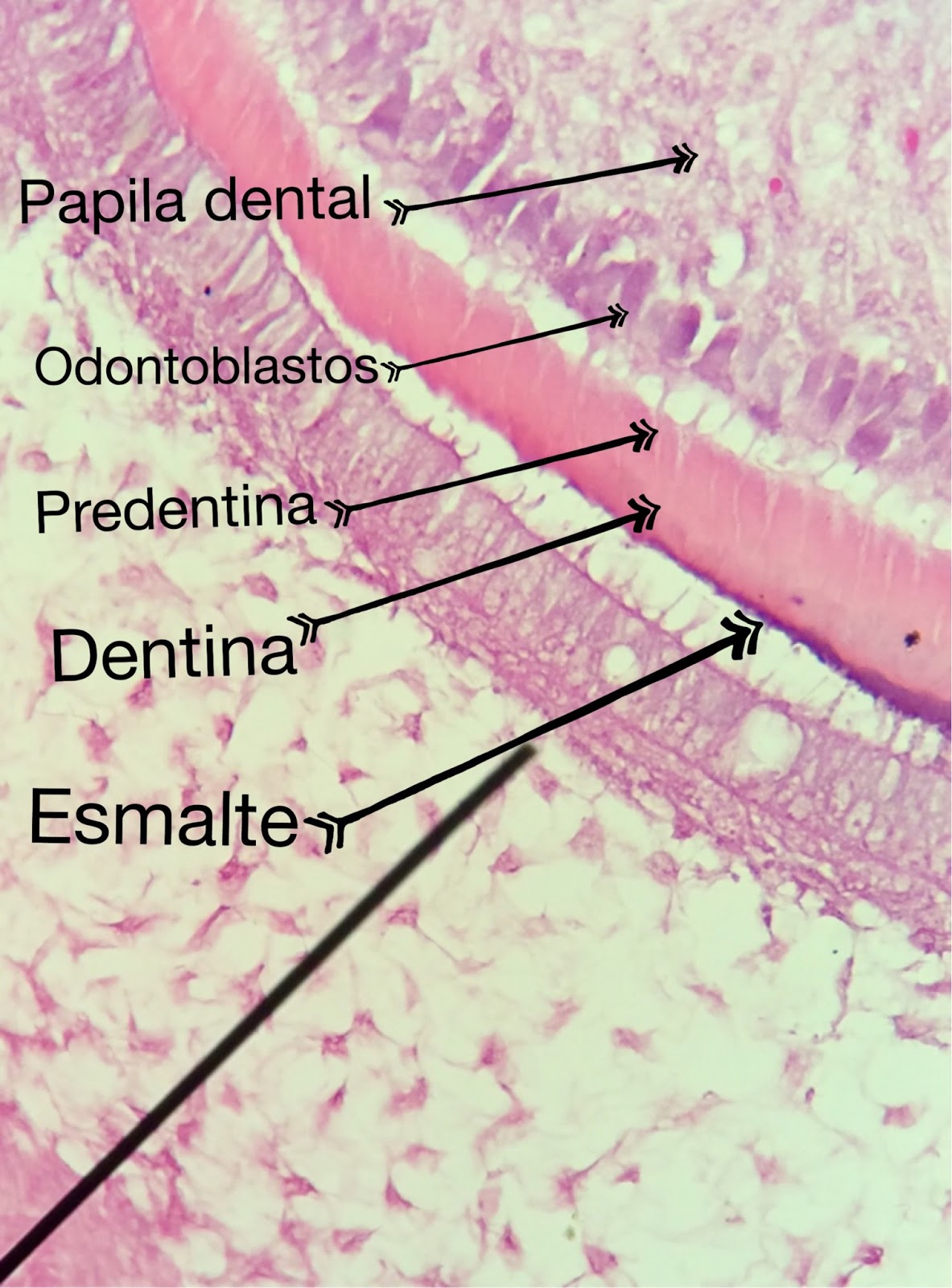 HISTOLOGIA DENTARIA