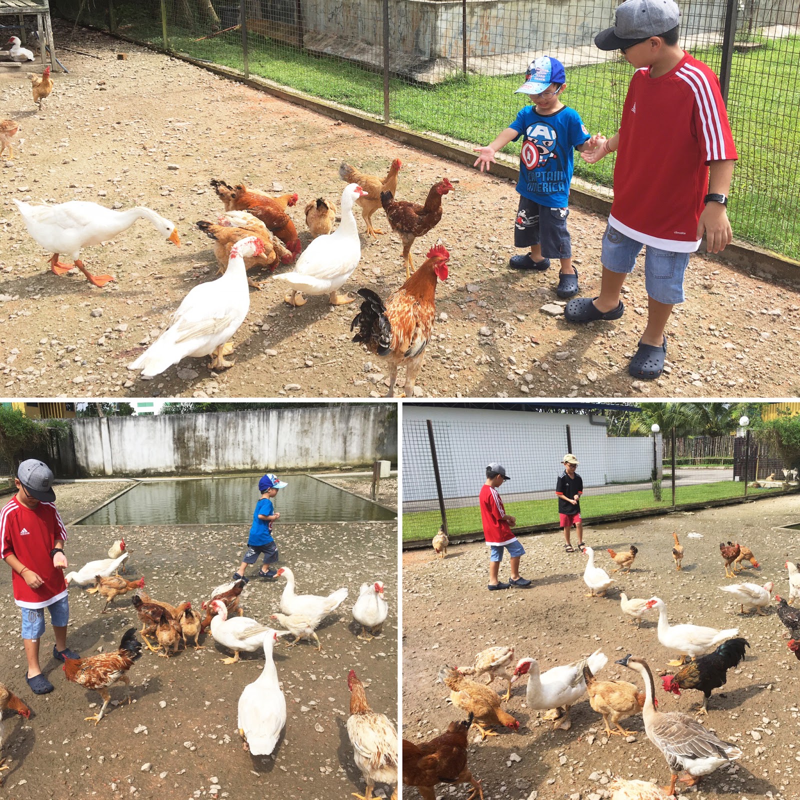 Sinar Eco Resort Johor - Farm Stay with Kids near Singapore