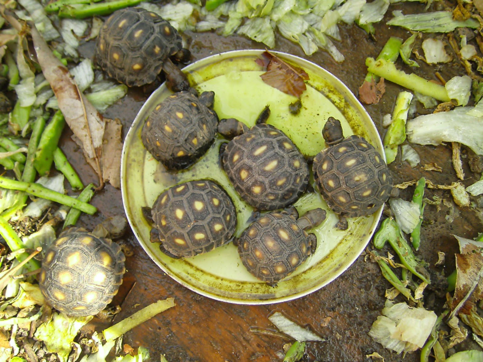 CRIADOR DE LA TORTUGA DE TIERRA,GOPEHRUS BERLANDIERI: 03/16/15