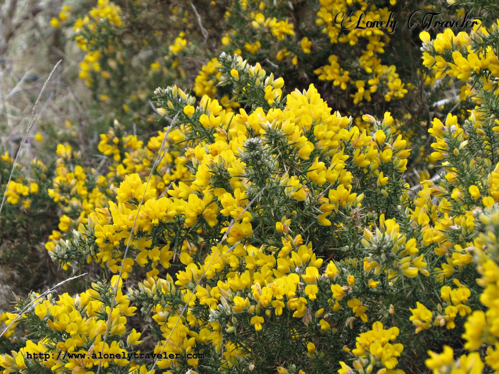 Common gorse - Ulex europaeus