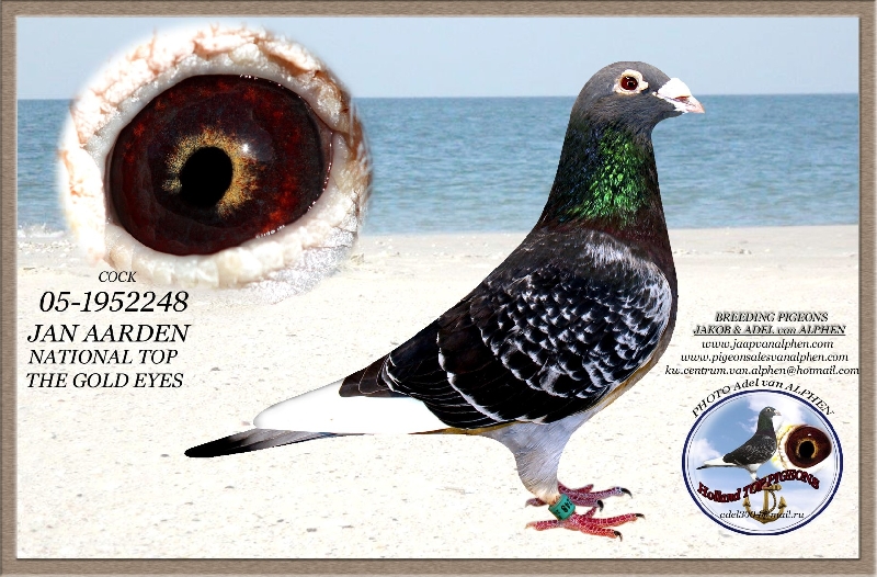 racing pigeons nieripigeons : Jan Aarden ..en encuesta mundial ...