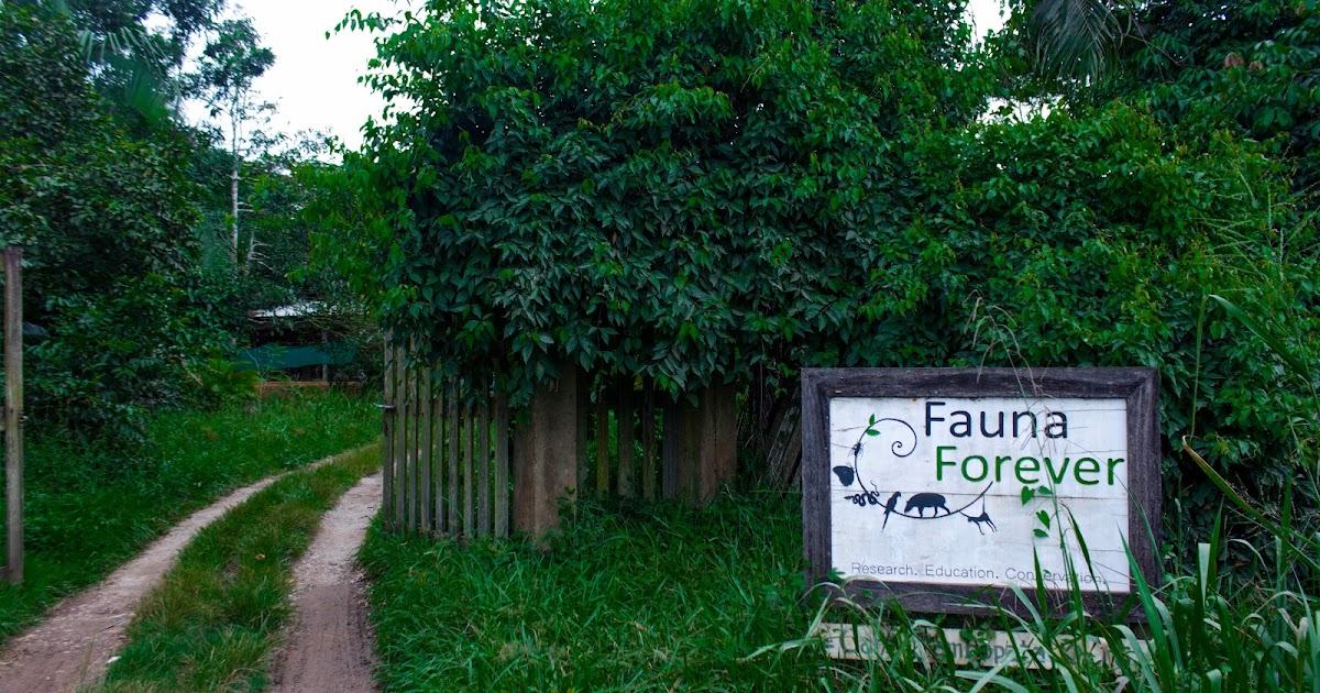 Alisa, Expert in Miracles: Peru, Amazonia: Fauna Forever, the ...