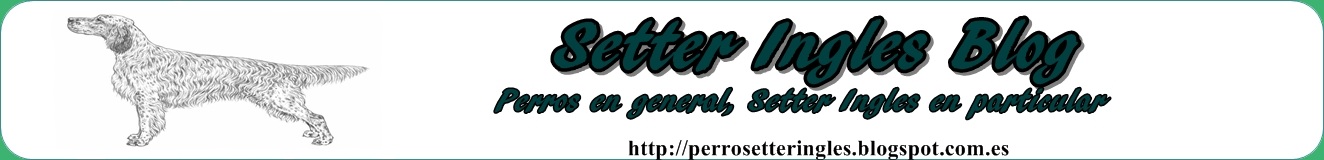 Setter Inglés Blog: Estándar de Raza Perro Setter Ingles o English ...