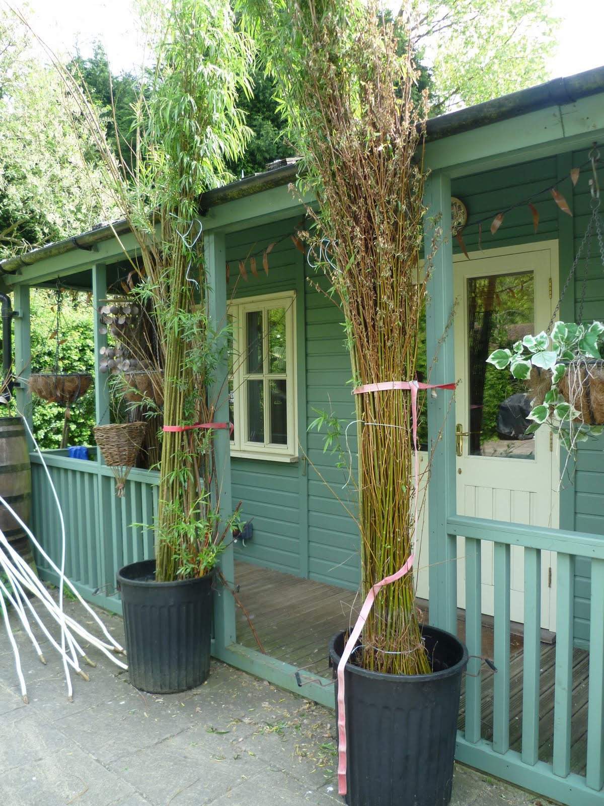 Notes From The Studio: Willow The Wisp