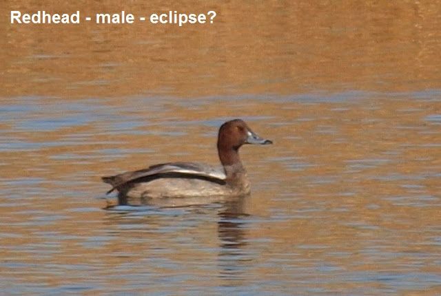 Birding Is Fun!: Winter Duck Identification