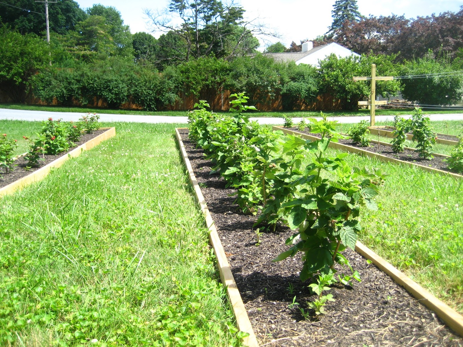 Andrew's Homebrew Log: Raspberry Crop - 2017