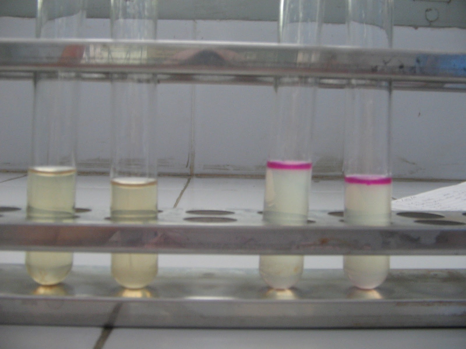 My World Fisheries: Tahap-Tahap Uji Salmonella (SNI-01-2332.2-2006)