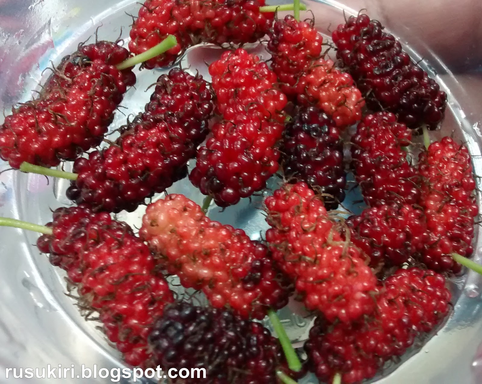 Khasiat Buah Mulberry