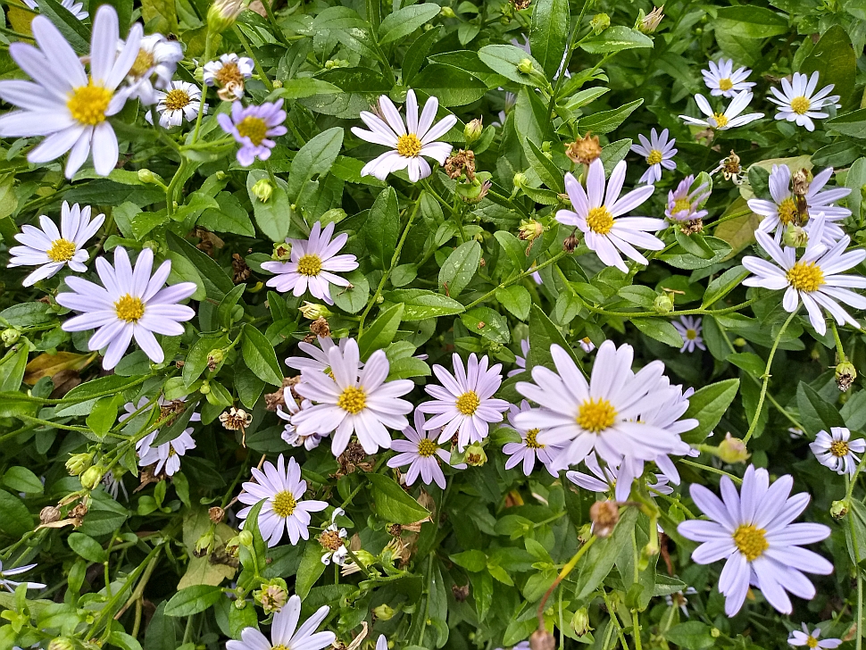 Future Plants by Randy Stewart: Kalimeris - Japanese Aster