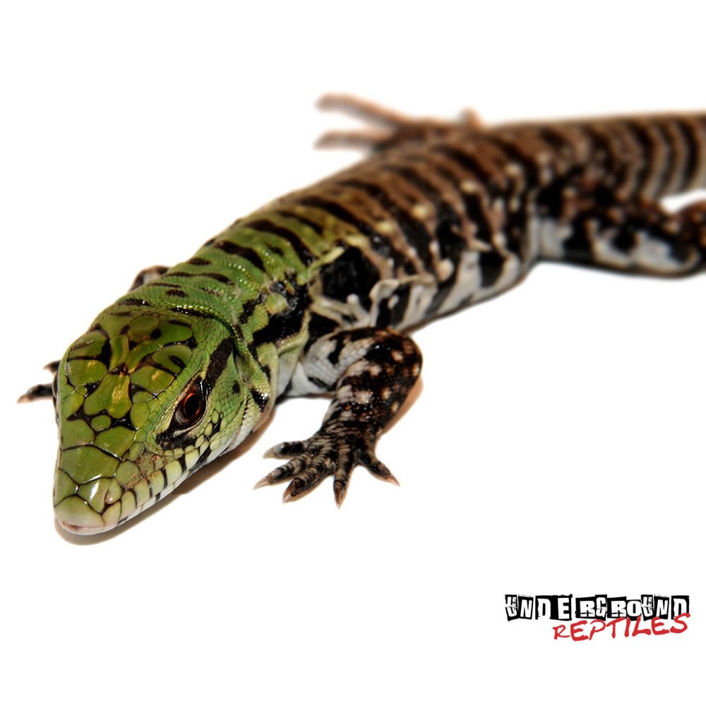 Argentine Black and White Tegu, Lovable household pet or modern day T-Rex?