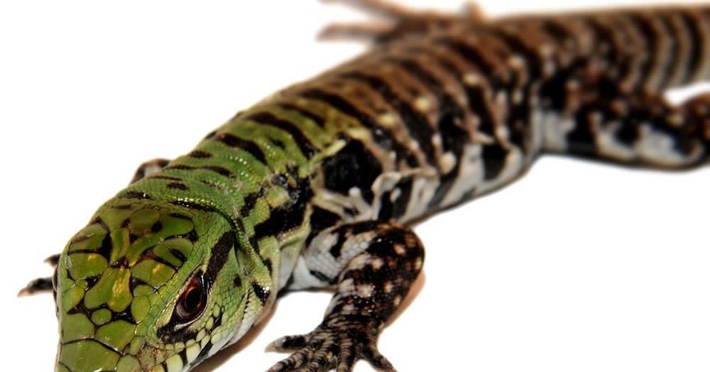 Argentine Black and White Tegu, Lovable household pet or modern day T-Rex?