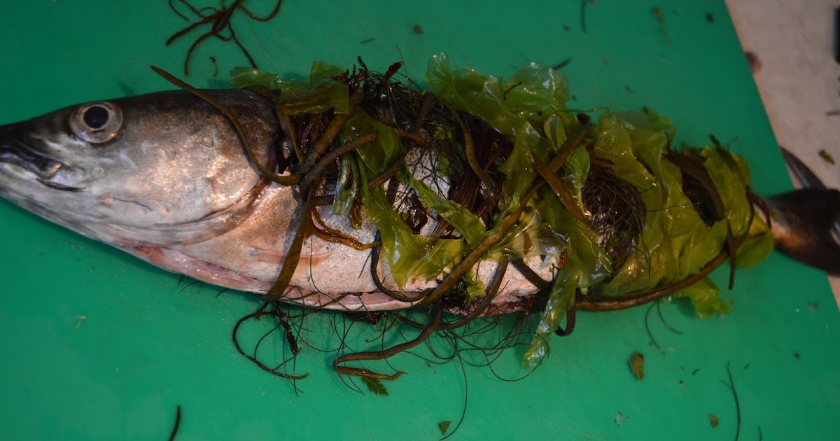 Baked Pollack (or Pollock) with herbs and seaweeds
