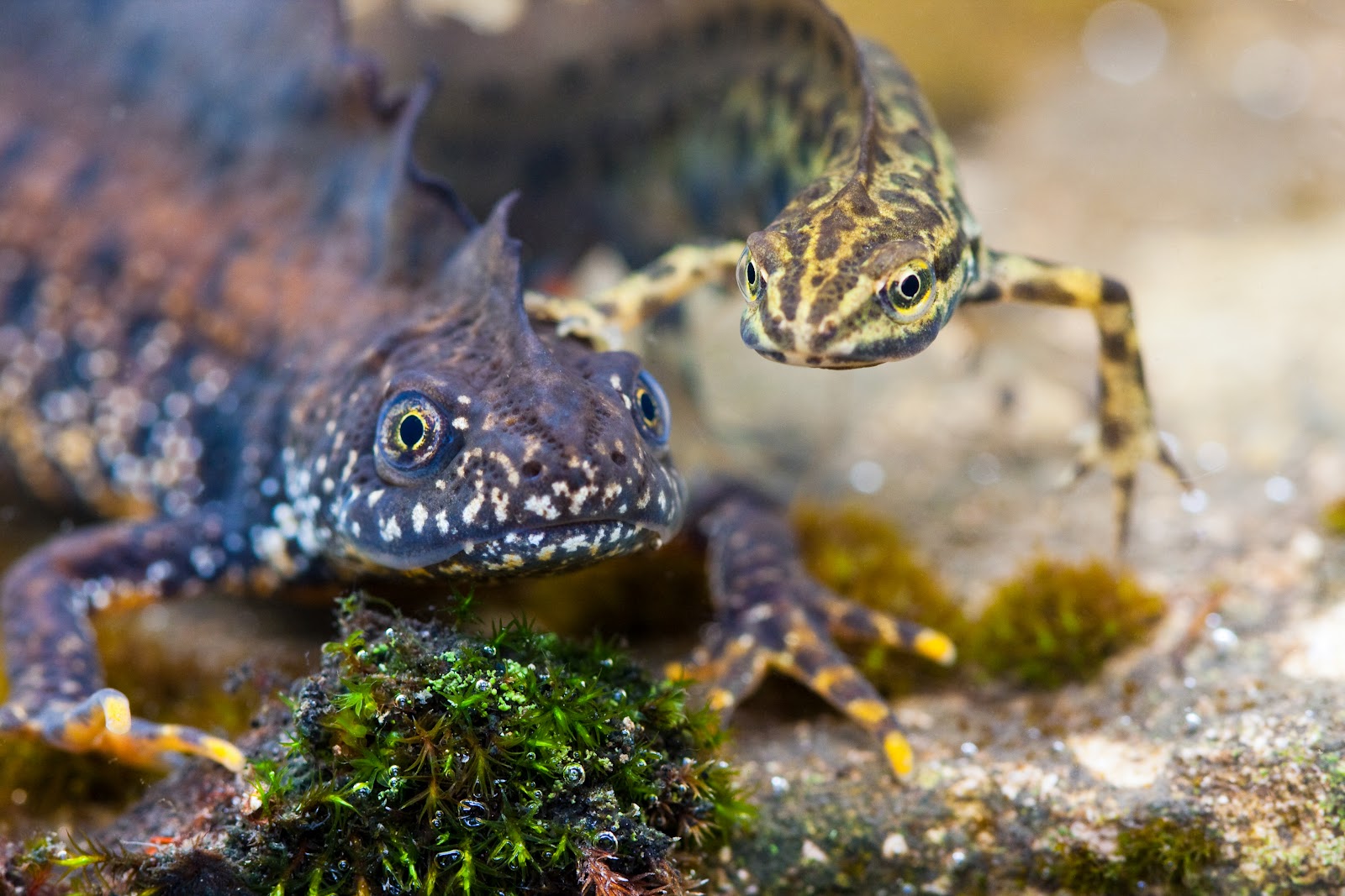 Froglife news: Protecting the Dragons of London