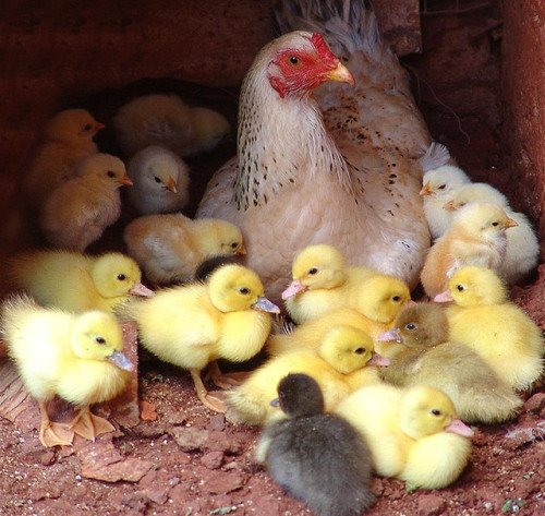 Content in a Cottage: Hen Adopts Ducklings