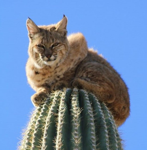 Bobcat Sitting on Top of 40 Foot Tall Cactus in the Arizona Desert