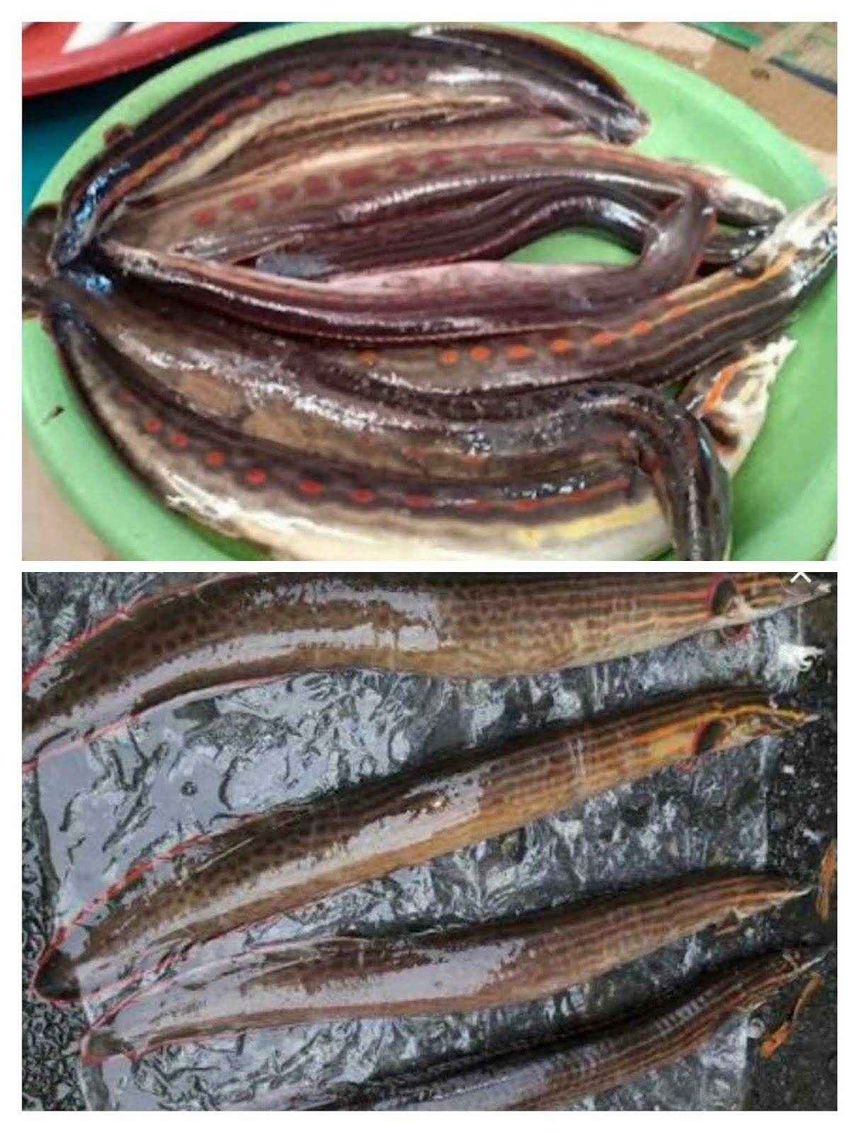 MUSLIM HOMEPAGE: Ikan Tilan Merah (Mastacembelus erythrotaenia)