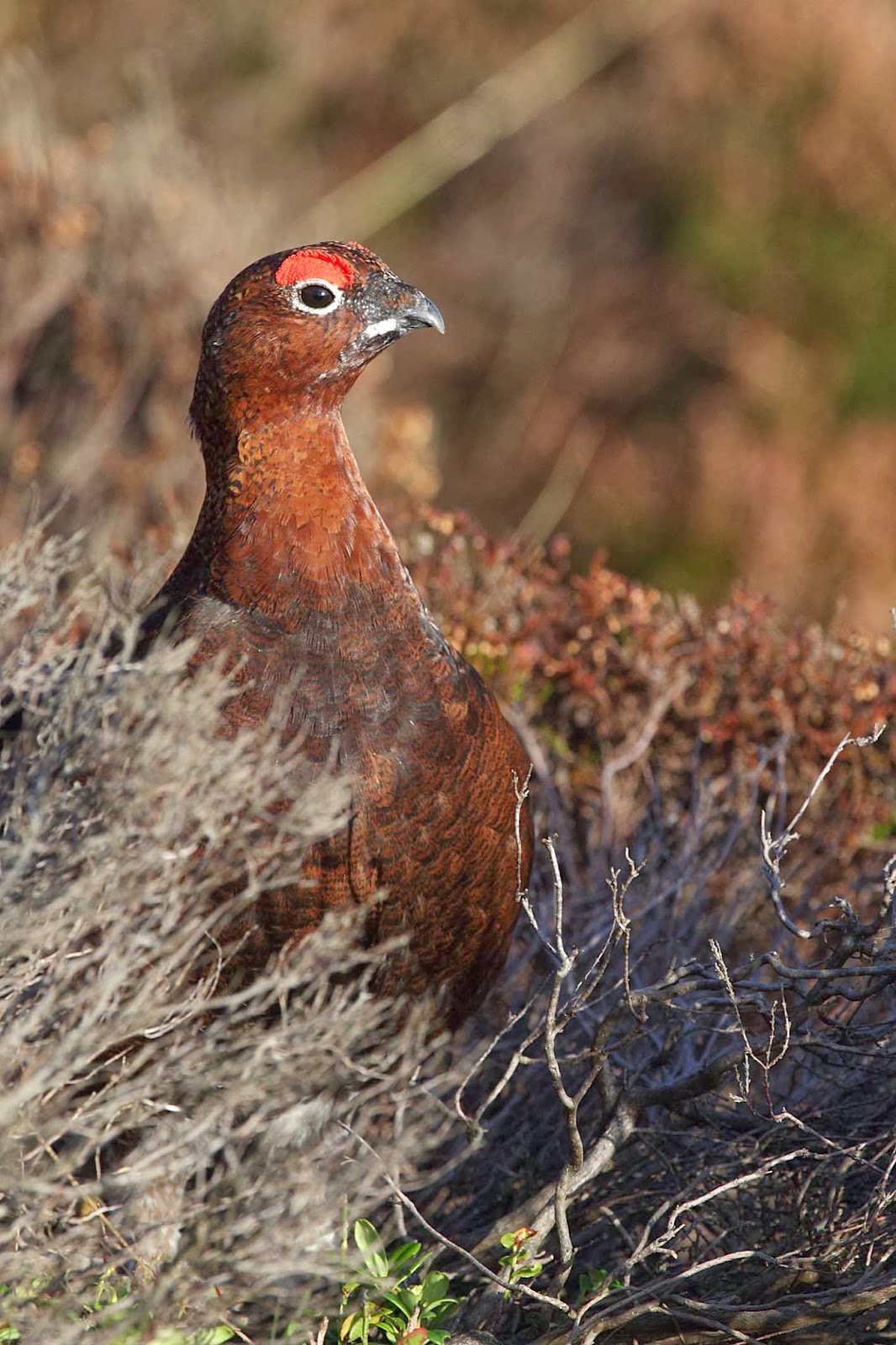 Darley Dale Wildlife: Red Grouse in the sunshine