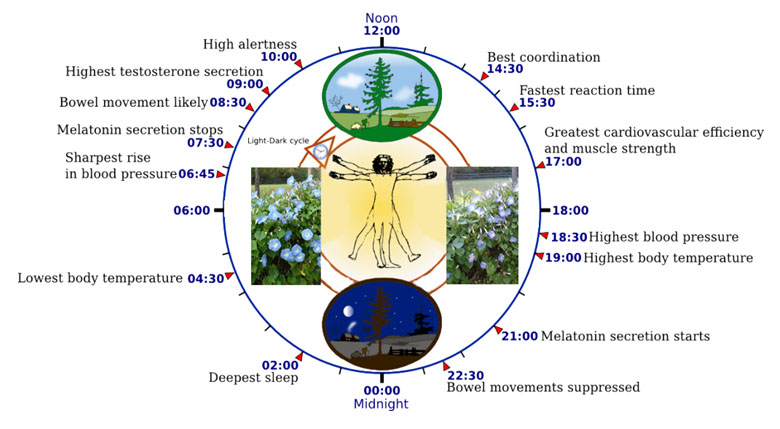 5 Great Elements: What Is Circadian Rhythm?