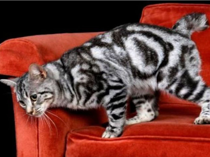 Mengenal Kucing Desert Lynx | Kucing gue