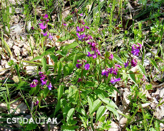 CSODAUTAK: Tavaszi lednek (Lathyrus vernus)