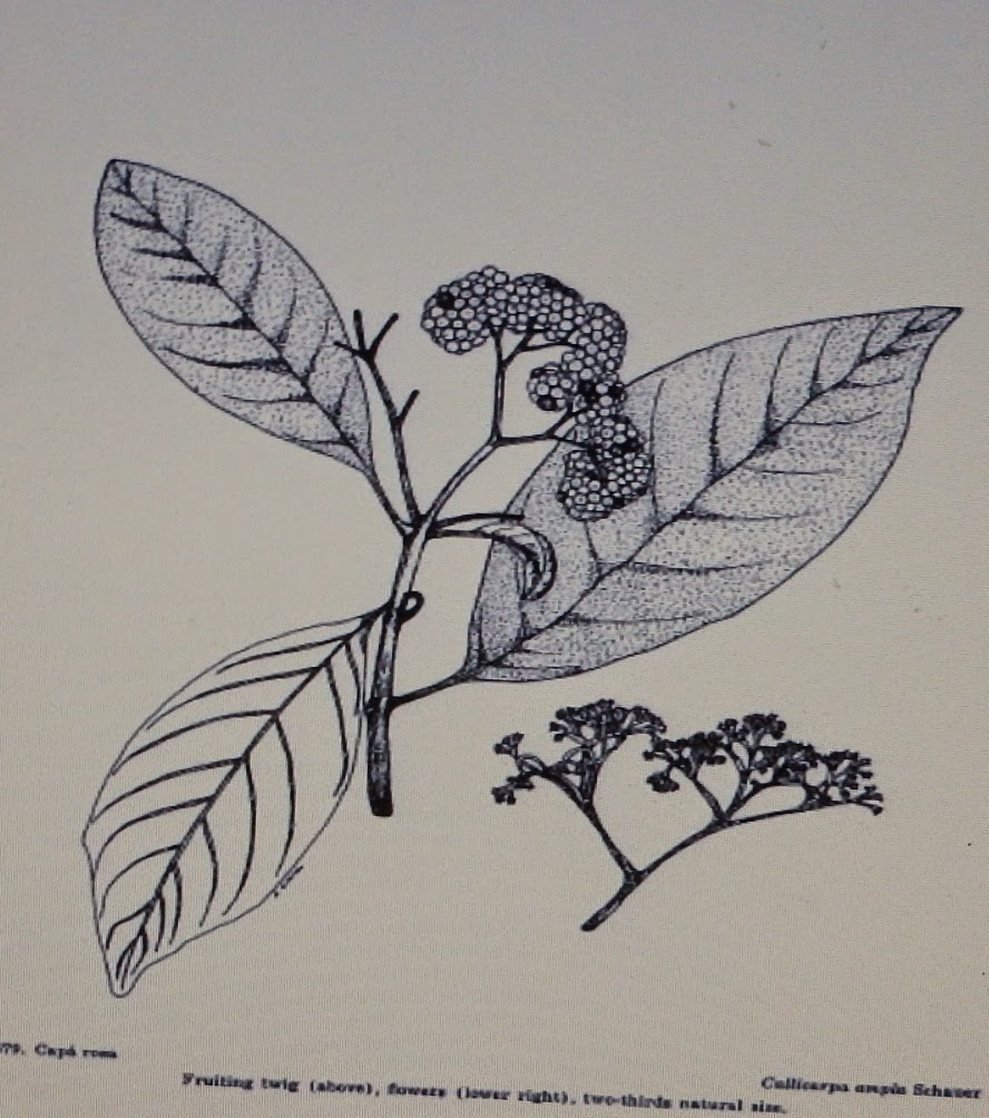 Flora de Puerto Rico Ilustrada Papo Vives: VERBENACEAE CALLICARPA AMPLA ...