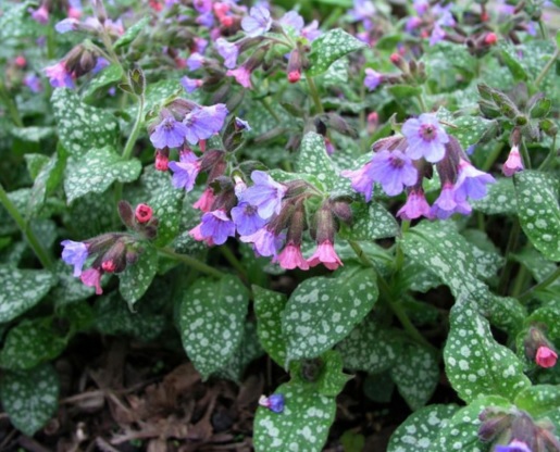 9 bimë që pastrojnë mushkëritë - Oculus News-Shqip