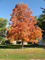 Grow How: October Country