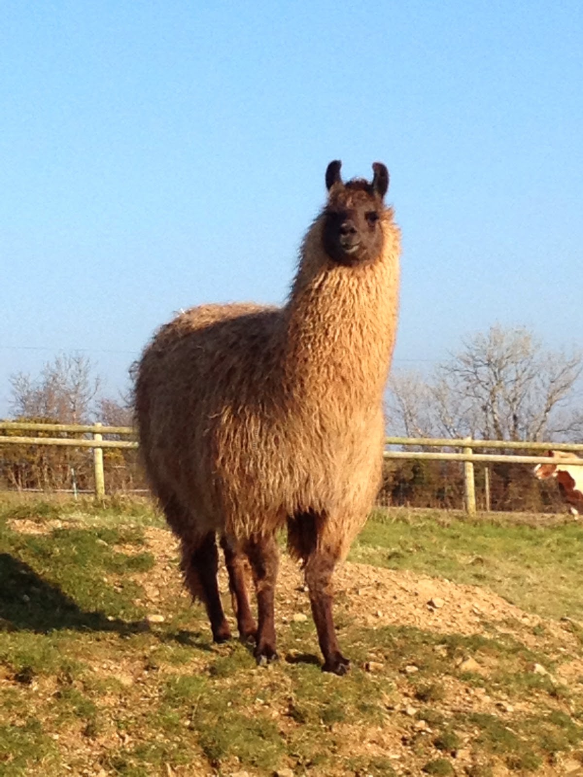 @llamakevin's blog: Moving pregnant llamas around!