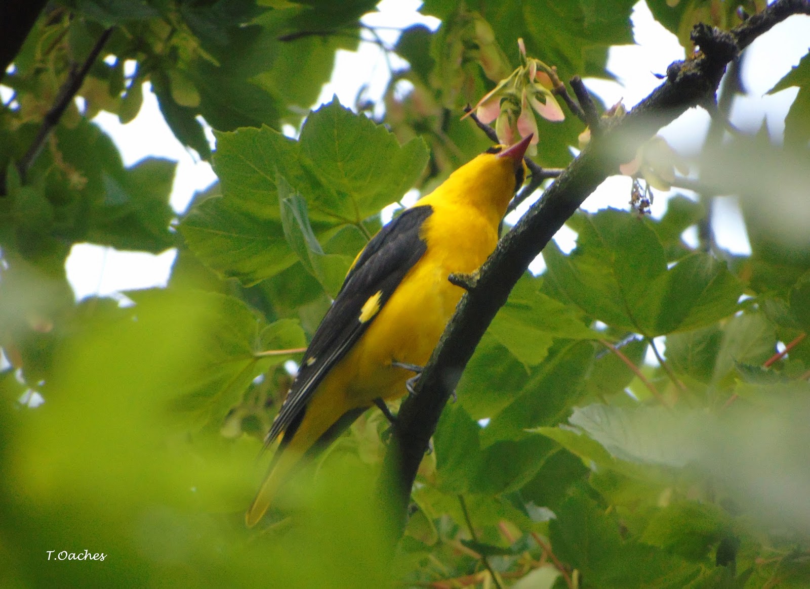 PASARI DIN ROMANIA: GRANGUR, Oriolus oriolus