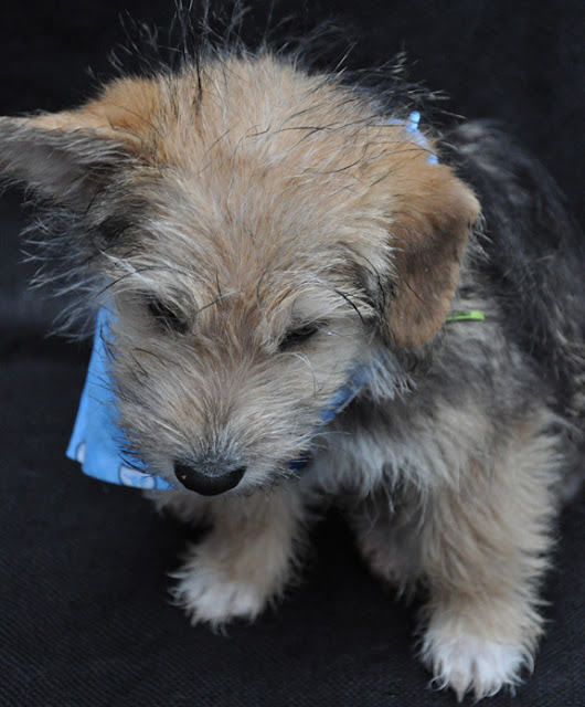 Three Dogs in a Garden: It never rains, but it pours!