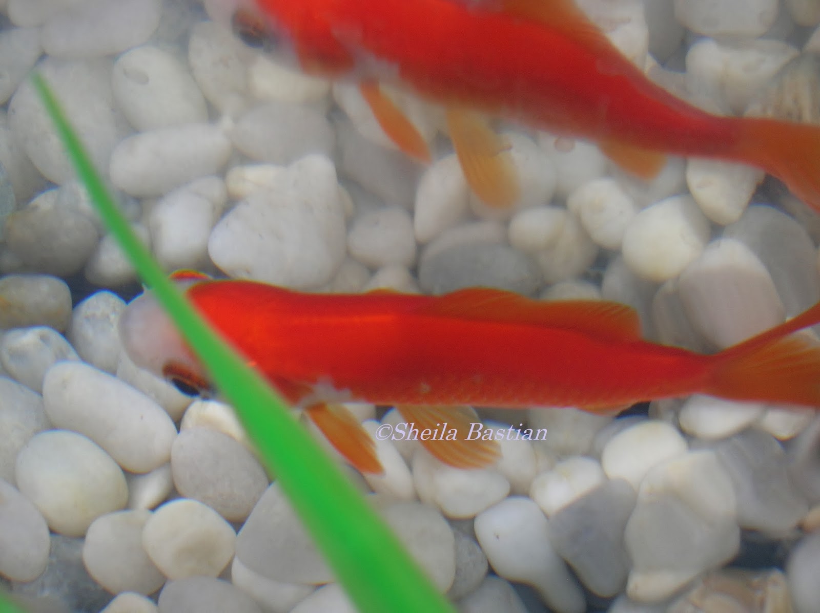 Science Magazine: SCIENCE FAIR PROJECT - FISH - By Rafael Marcos