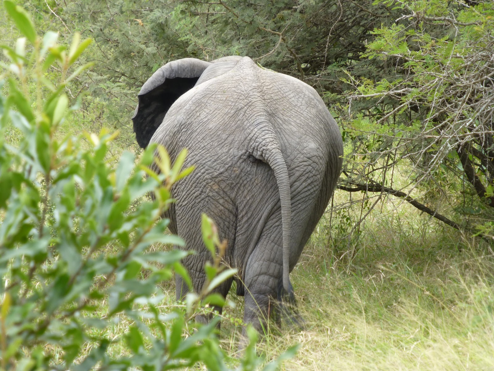 When Pigs Fly : One of THOSE days!